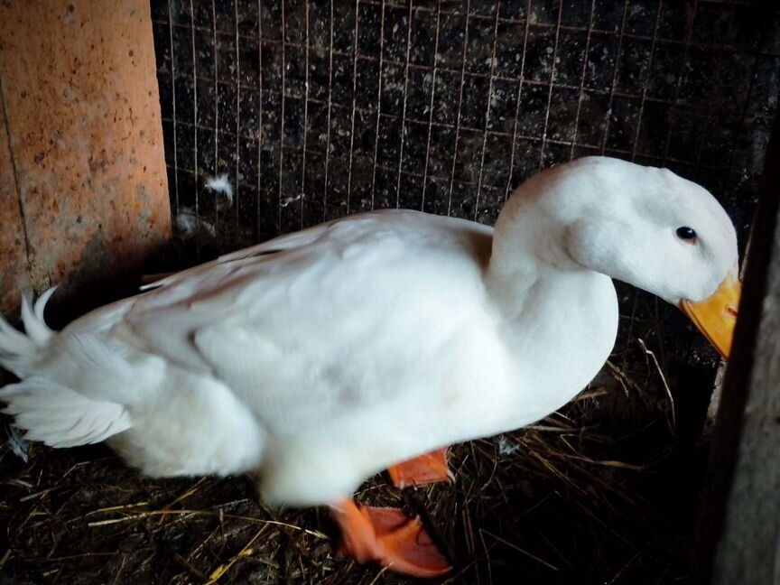 Селезни и утки