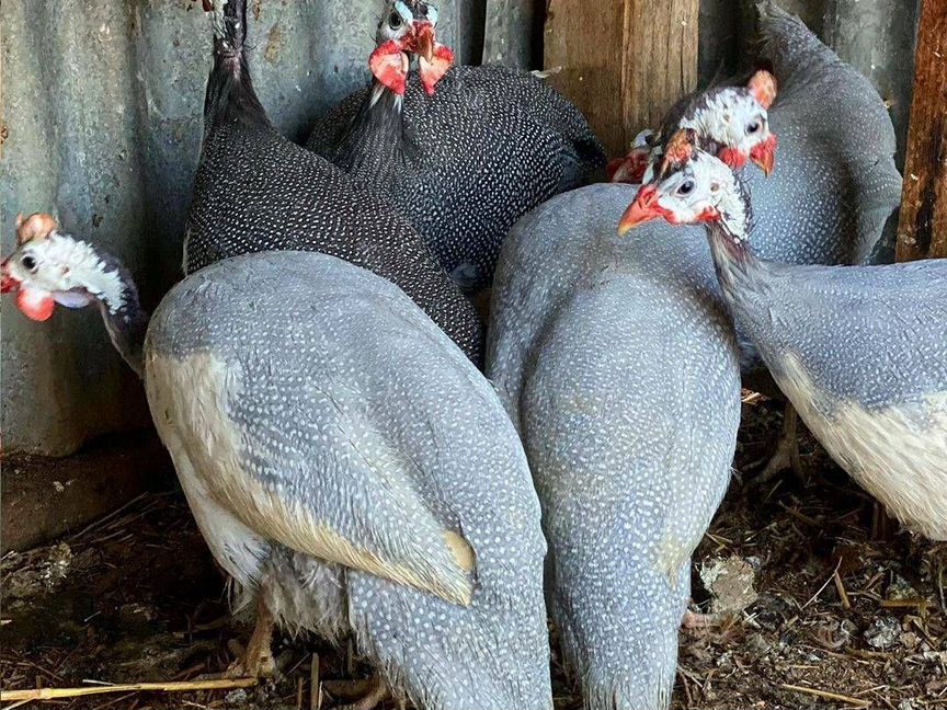 Куры несушки молодки, цесарки