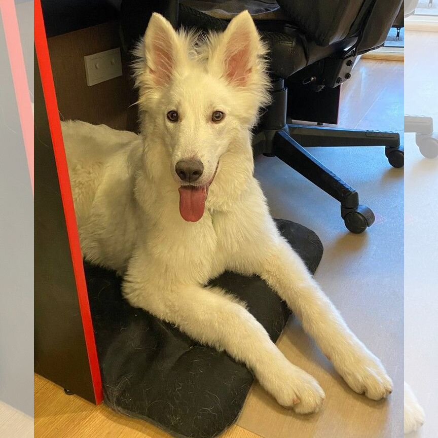 Белая швейцарская овчарка, щенок