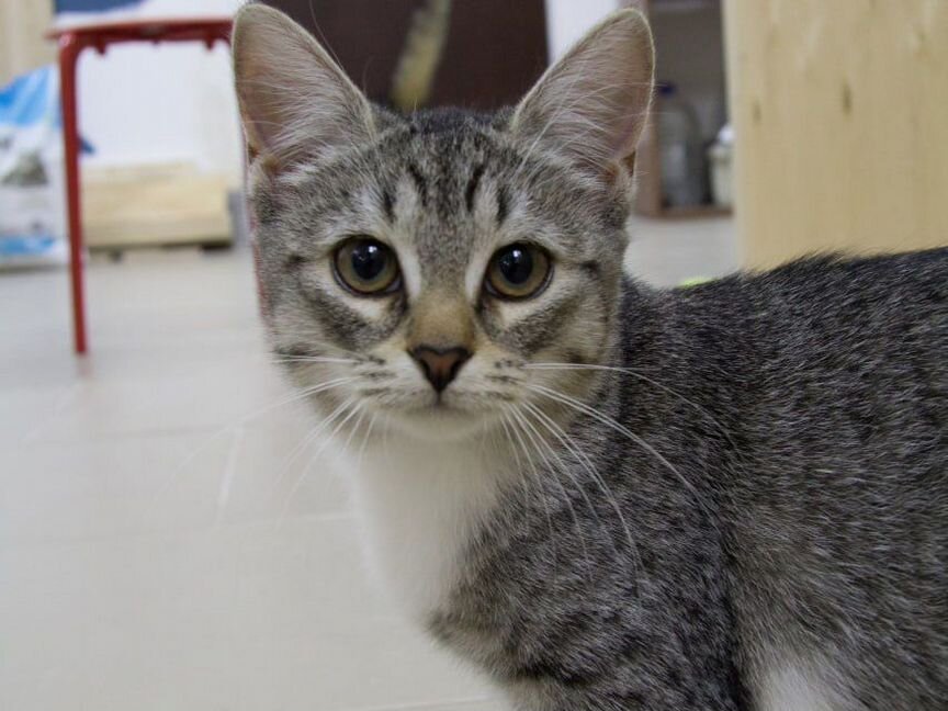 Маленькие тигрульки ищут дом