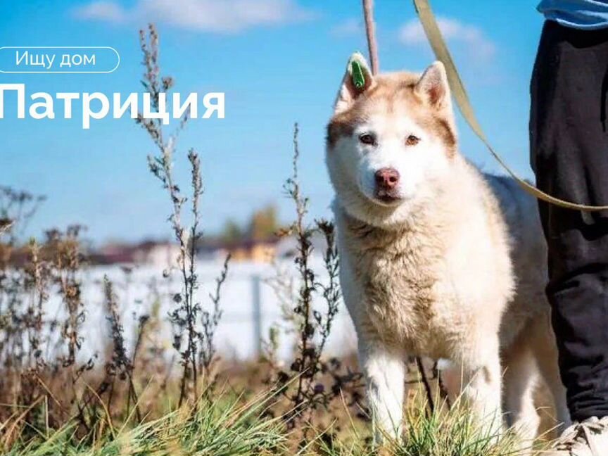 Хаски в добрые руки бесплатно