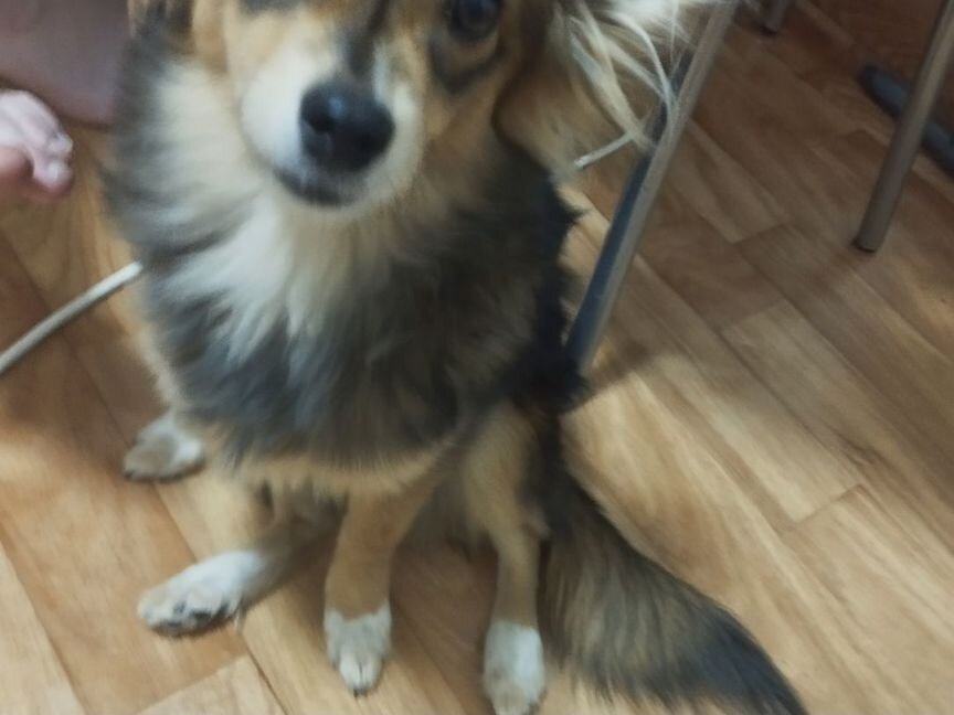 Собаки бесплатно в добрые руки