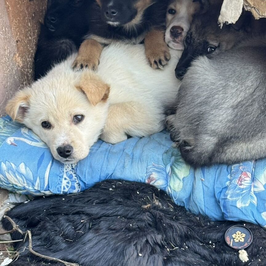 Дворовые щенки