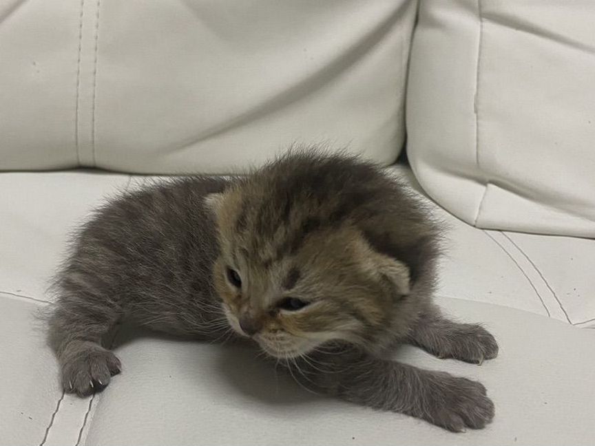 Шотландские котята