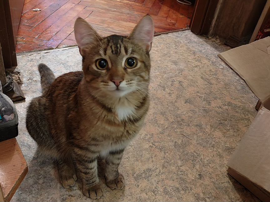 Кошка бесплатно "Возьми меня домой"