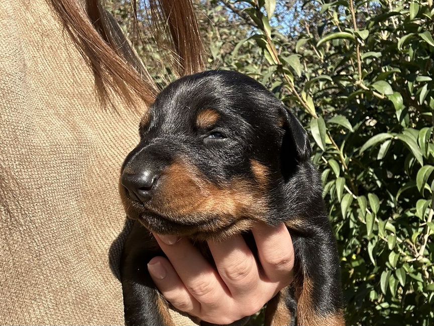 Щенки добермана