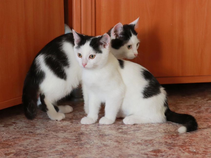 Котята в добрые руки. Мальчики 3,5 мес