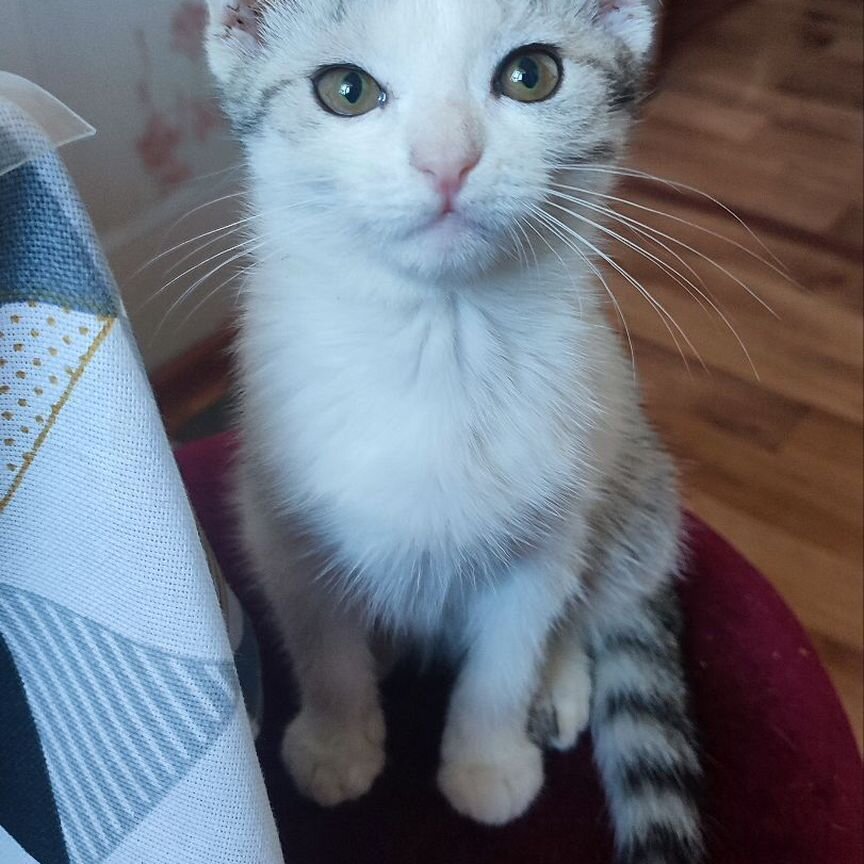 Котейка британка вислоухая