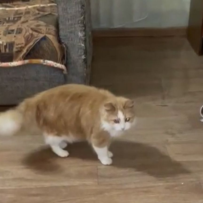 Отдам кошку в добрые руки