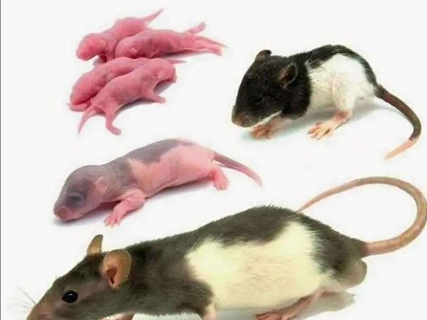 Кормовые крысы