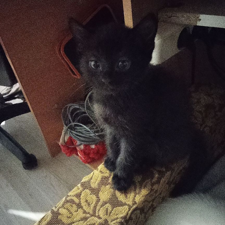 Котик отдам в добрые руки