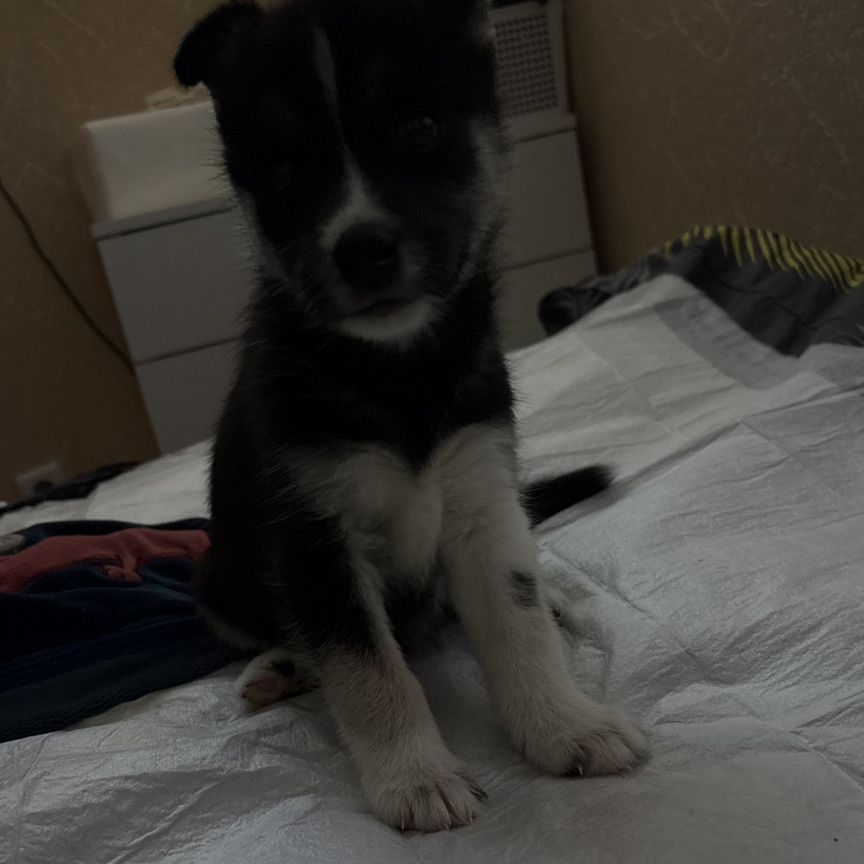 Щенок в добрые руки