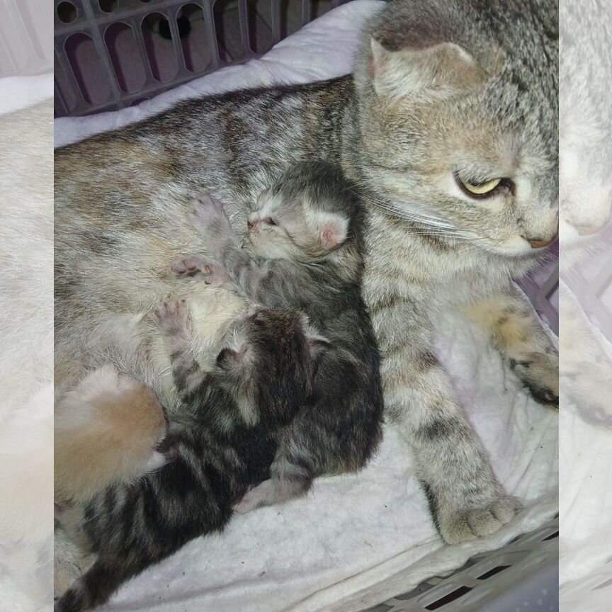 Шотландский вислоухий короткошёрстный котёнок