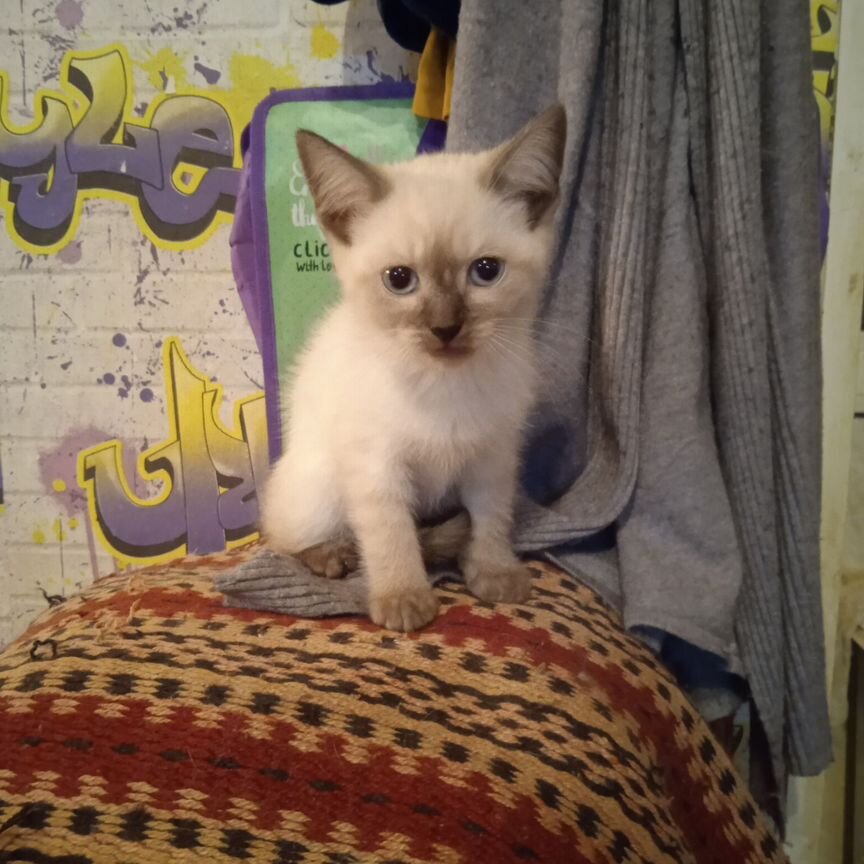 Шотландская прямоухая