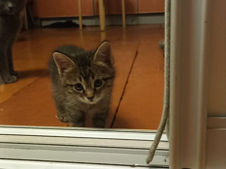 Котята шустрые