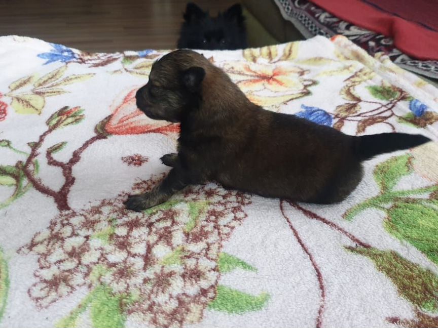 Щенки немецкого шпица