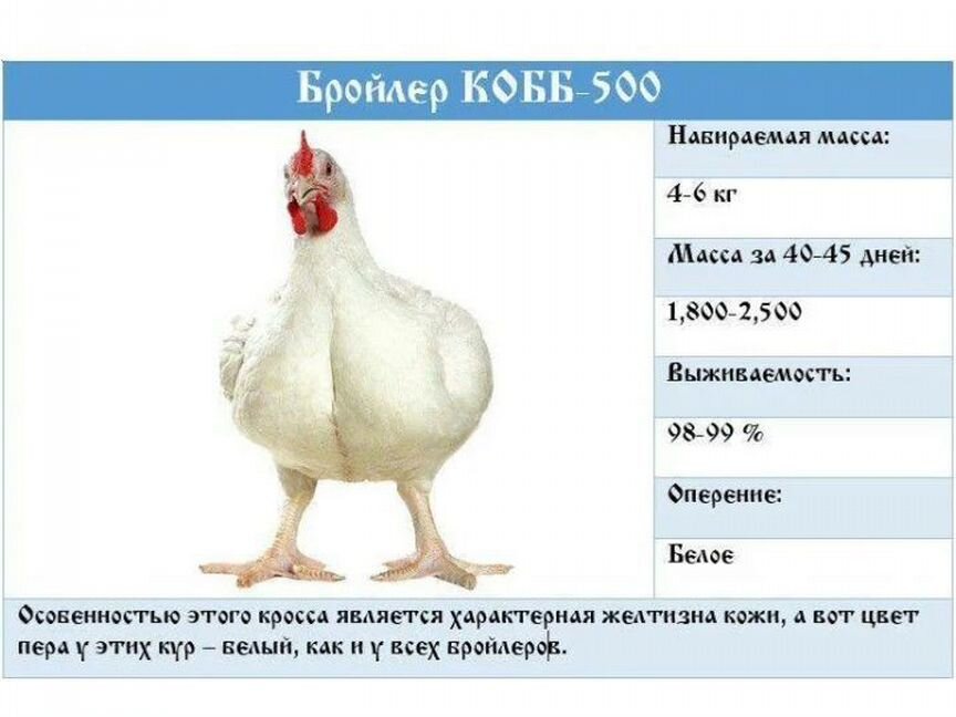 Куры бройлеры