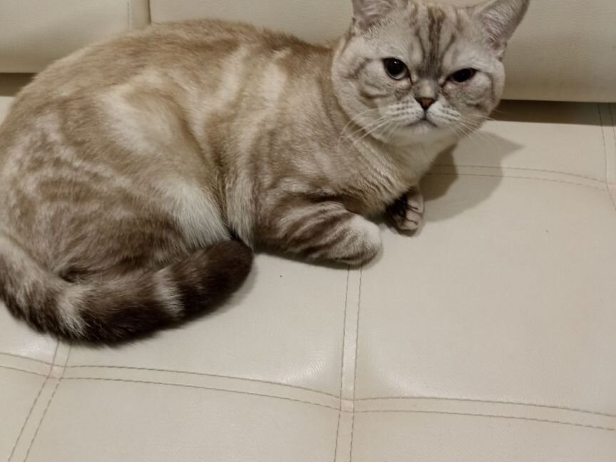 Шотландский кот вязка