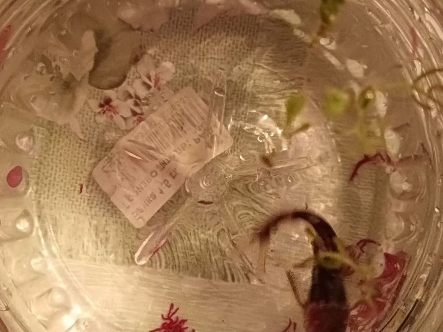 Сомик Клариус