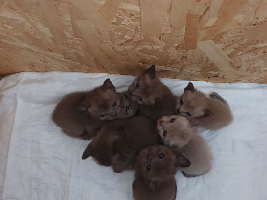 Европейская бурма