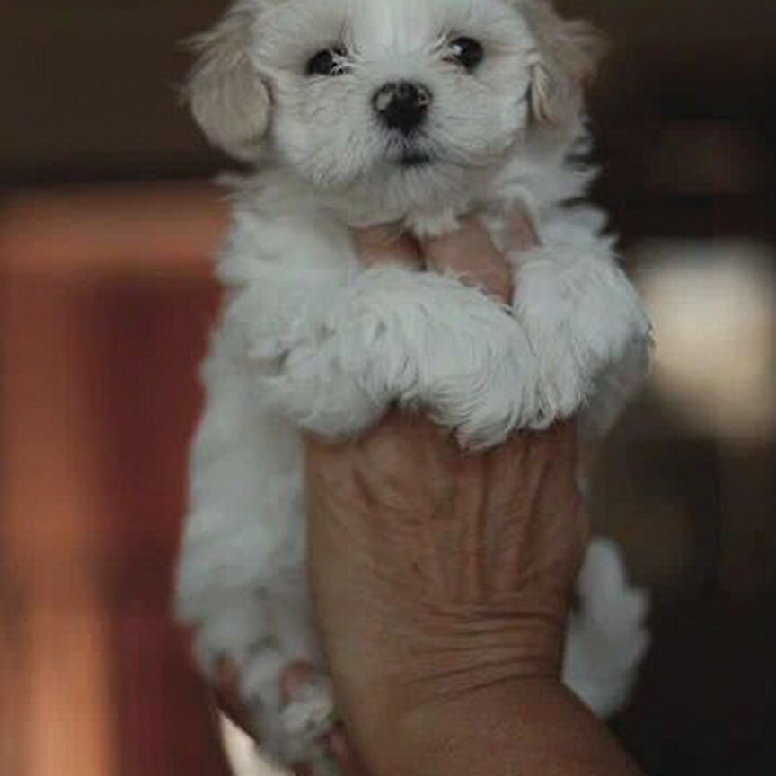 Продаю щенка Мальтипу,мальчик