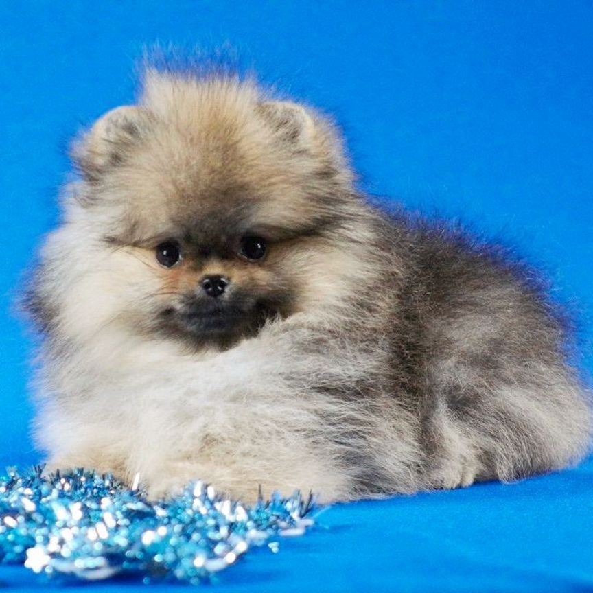 Шпиц мальчик