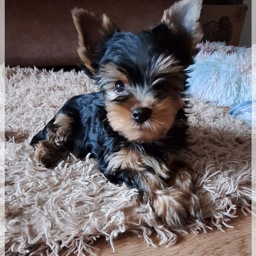 Йоркширский терьер, щенок