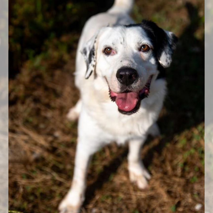 Лабрадор-ретривер, взрослый пёс