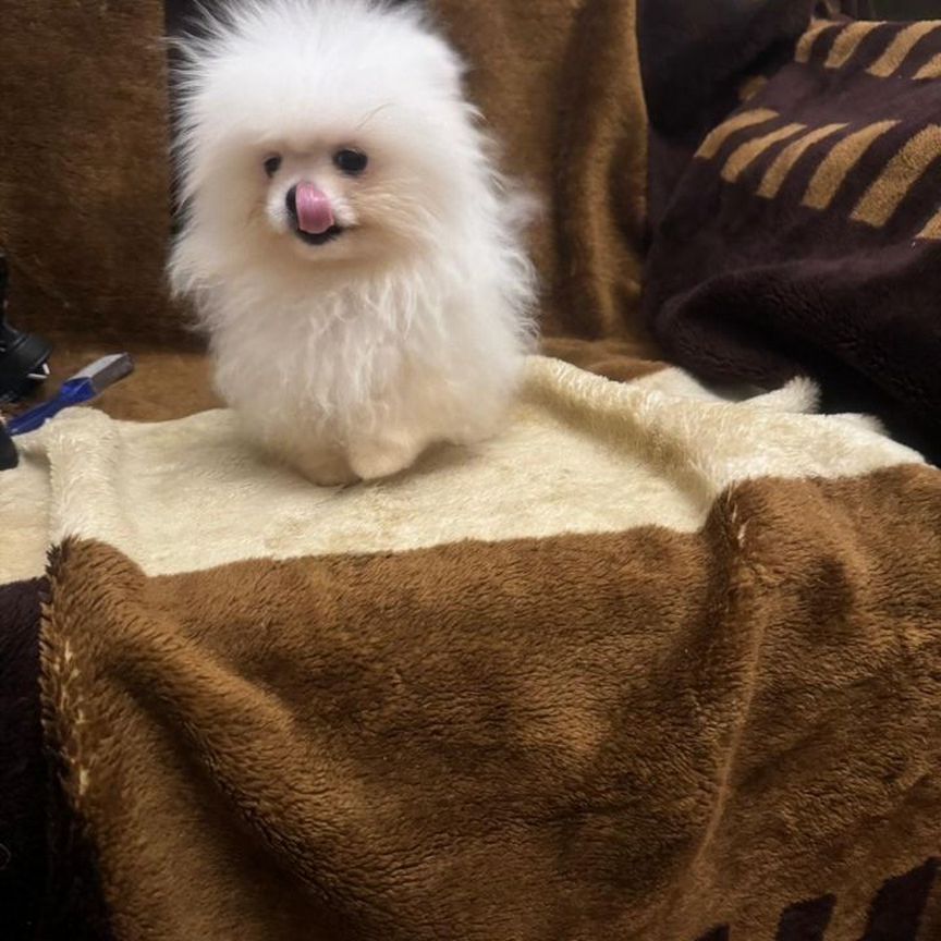 Мини мальчик