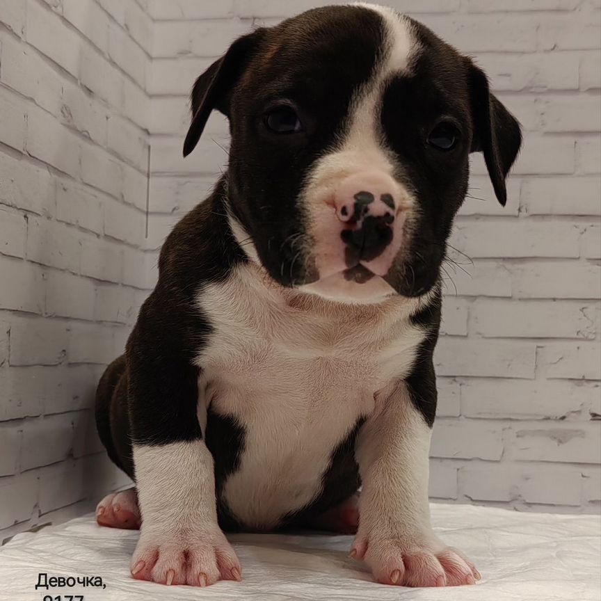 Американский стаффордширский терьер, щенок