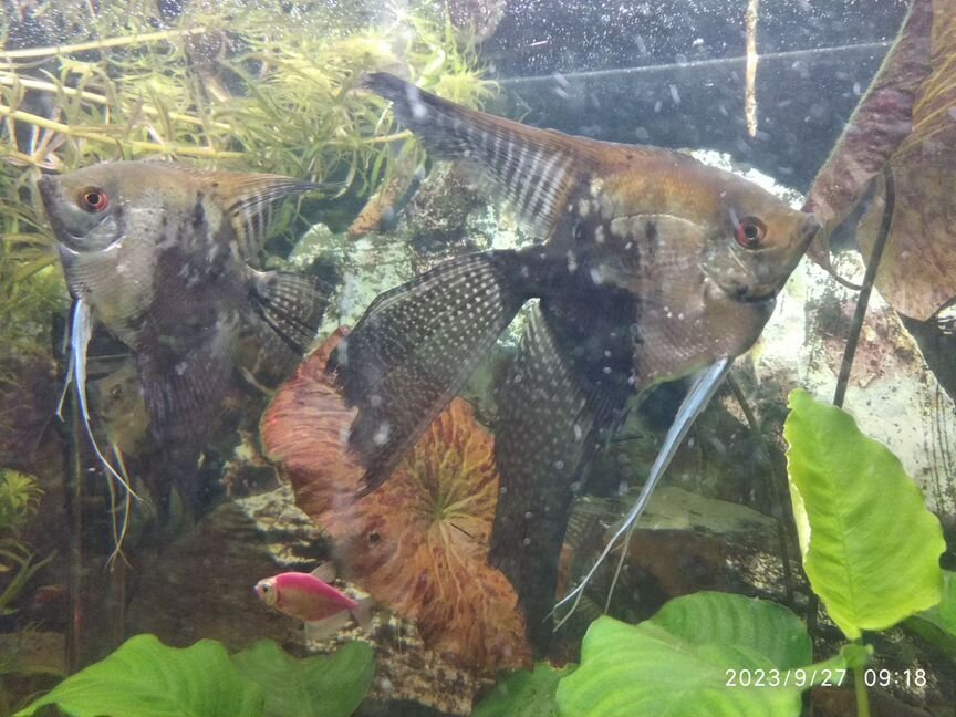 Малыши скалярии 1,5см диск