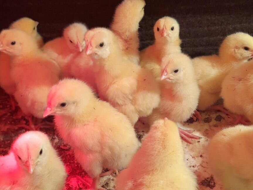 Цыплята бройлеры кобб 700