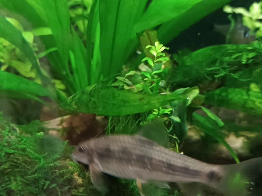 Гарра спилота - аквариумная рыбка