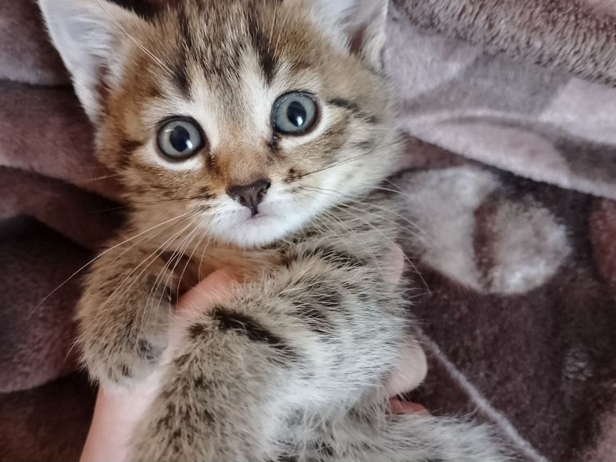 Кошечка