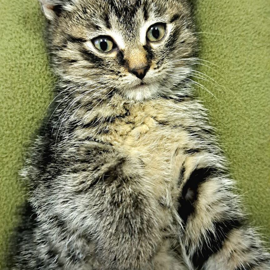 Милейший котенок мальчик 2 мес