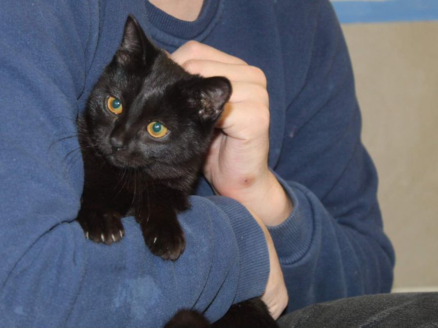 Кошка Кира в добрые руки