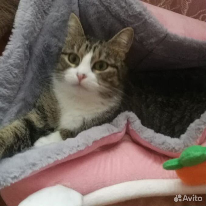 Ищет домик кошечка ласкуша и пушистая Жизель