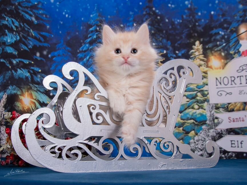 Кот в потрясающем окрасе из питомника