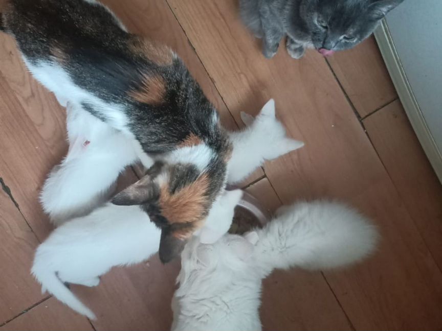 Отдам котят в добрые руки глаза у 2 котят разные