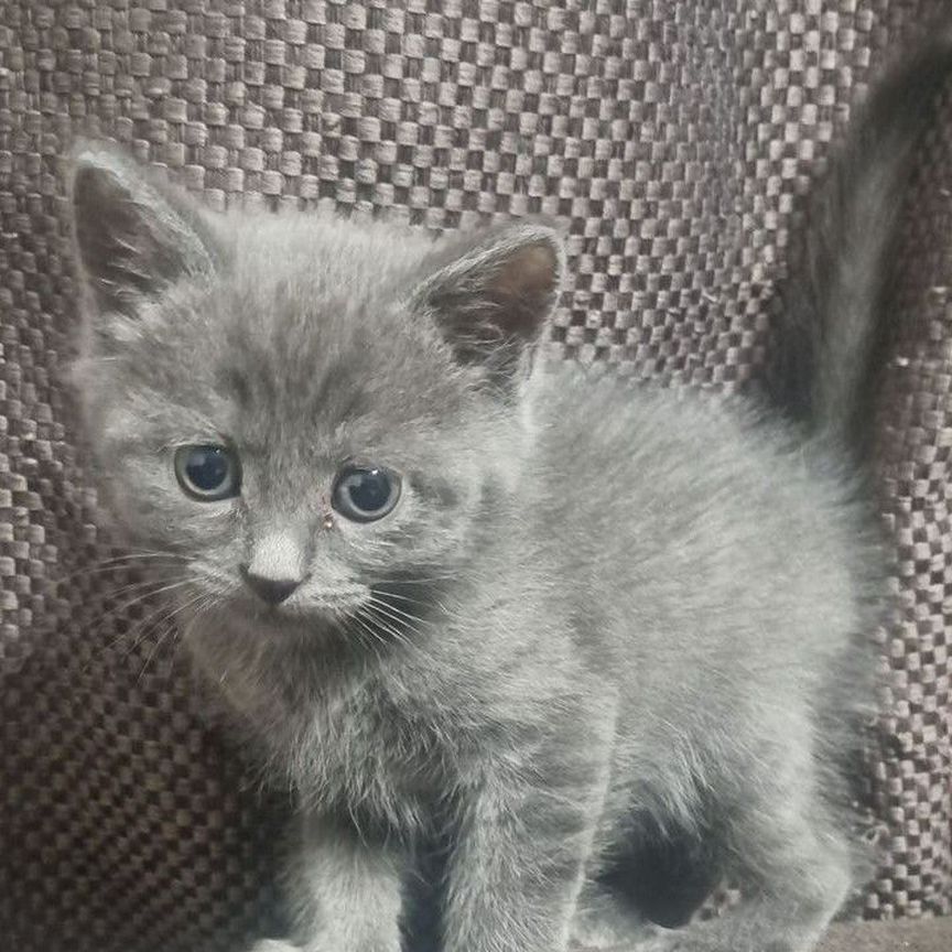Отдам котят в хорошие руки