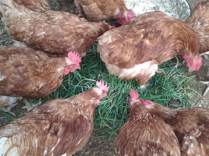 Куры несушки продам