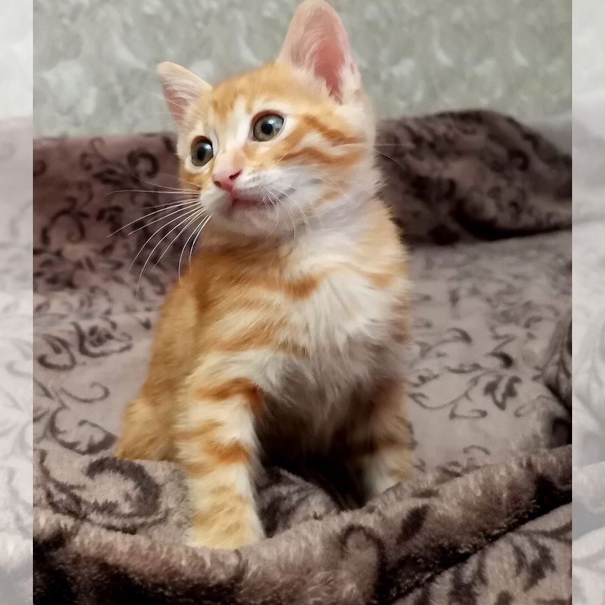 Рыжий котёнок
