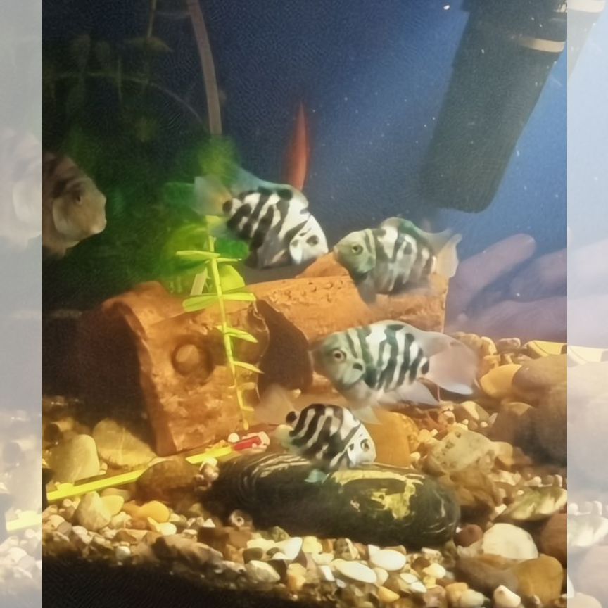 Попугай голубой