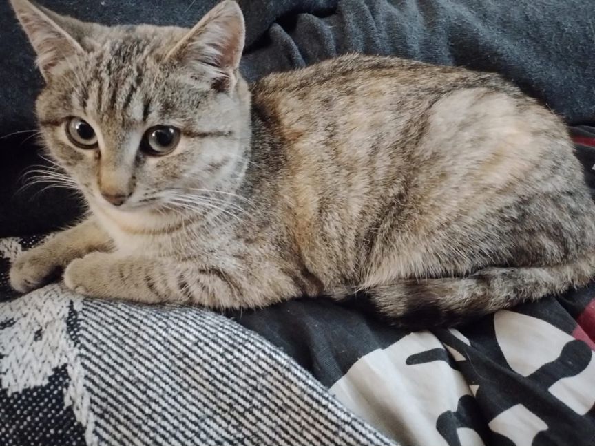 Котятки остались одни в СНТ