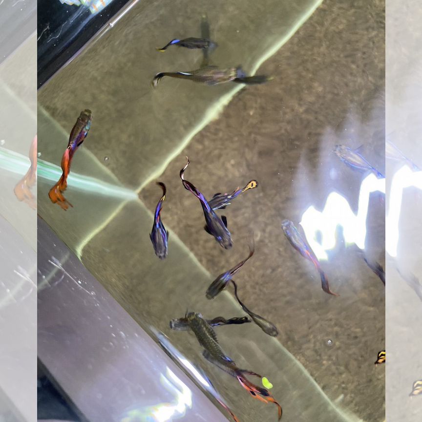 Рыбки гуппи