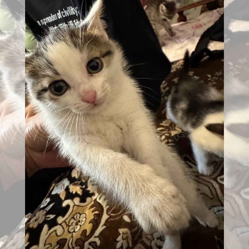 Котёнок в добрые руки