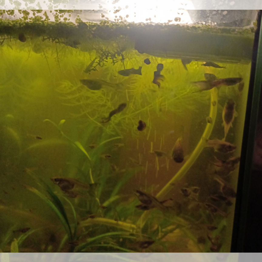 Рыбки гуппи