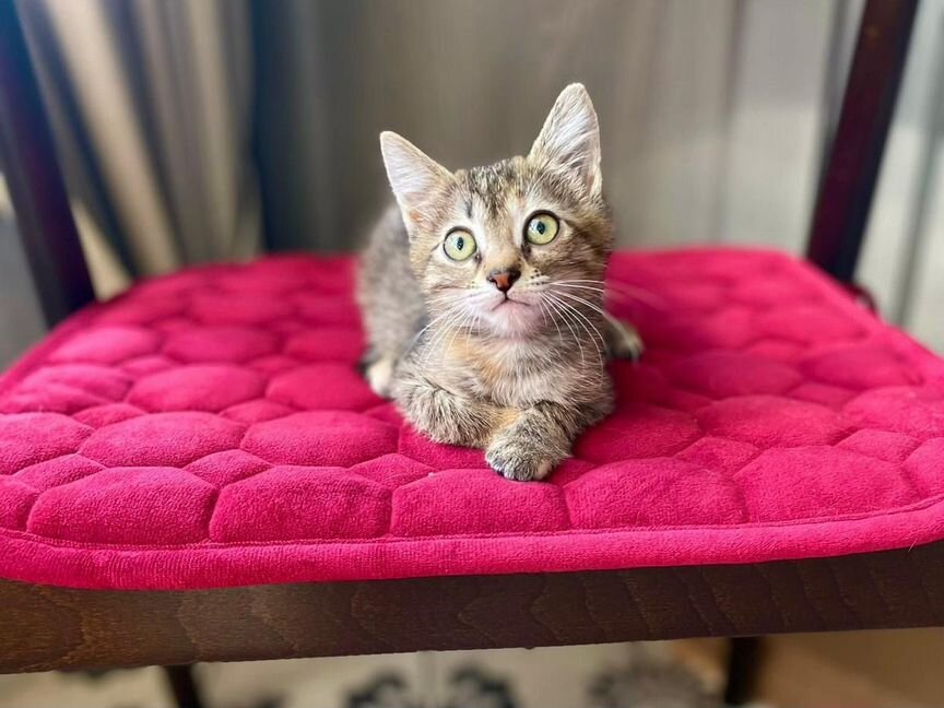 Котята