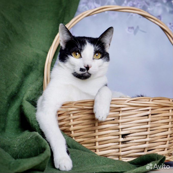 Малышка Буся ищет дом