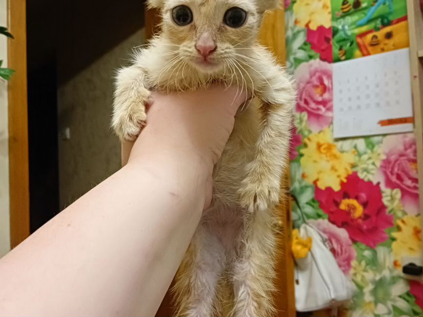 Рыжий котенок в добрые руки бесплатно